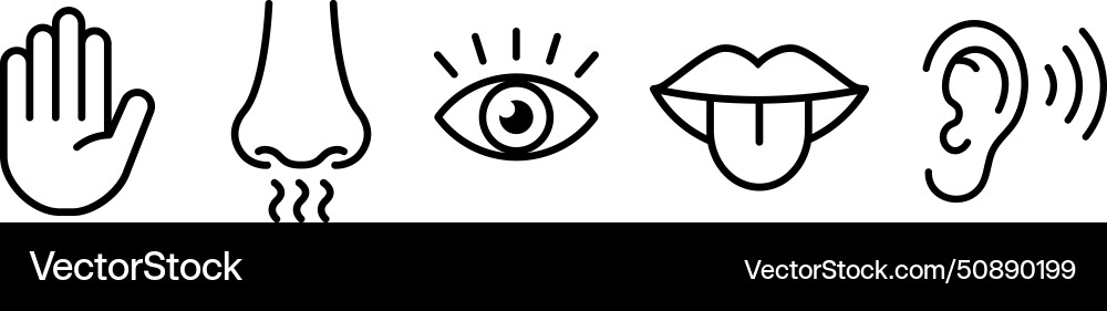 Five senses icons design in linear style Vector Image