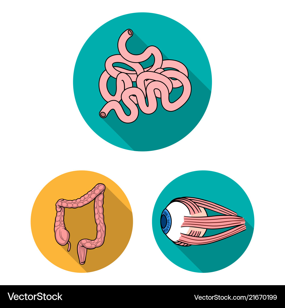 Human organs flat icons in set collection Vector Image