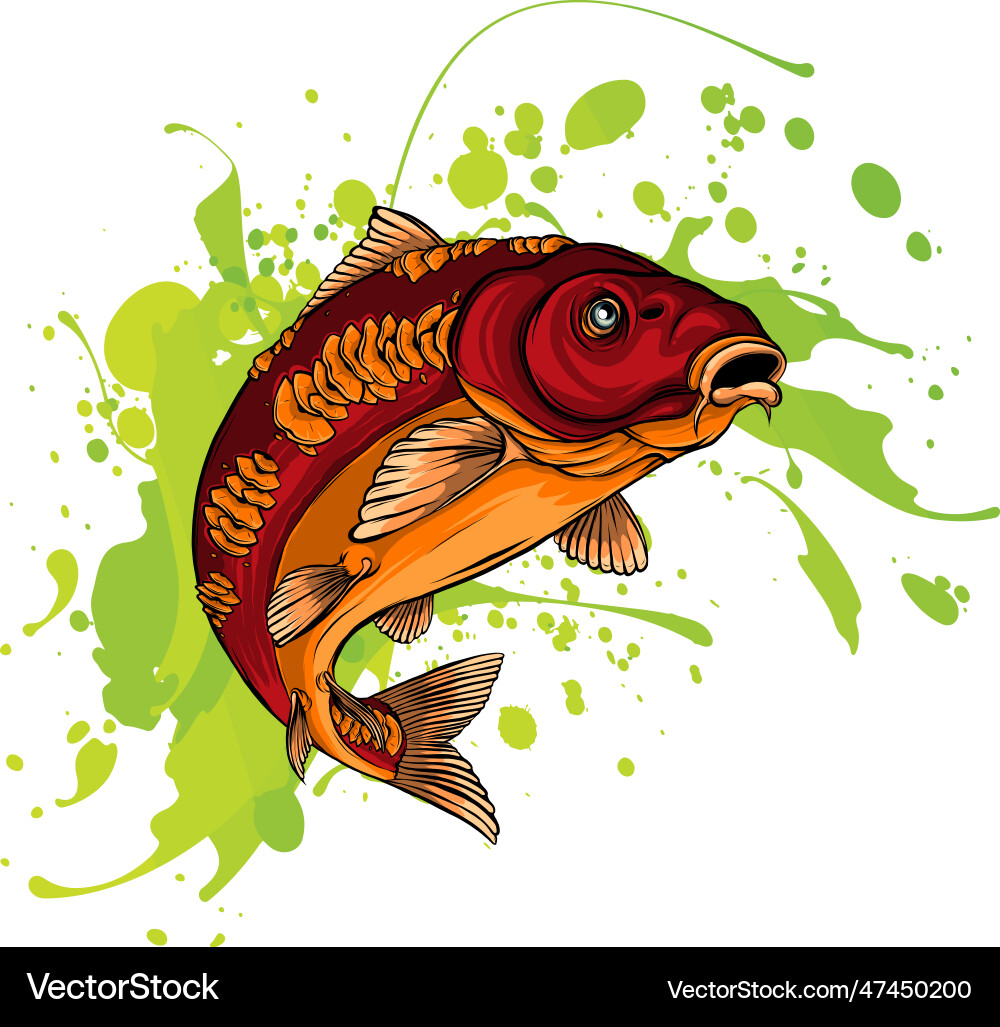 Carp fish common Royalty Free Vector Image - VectorStock