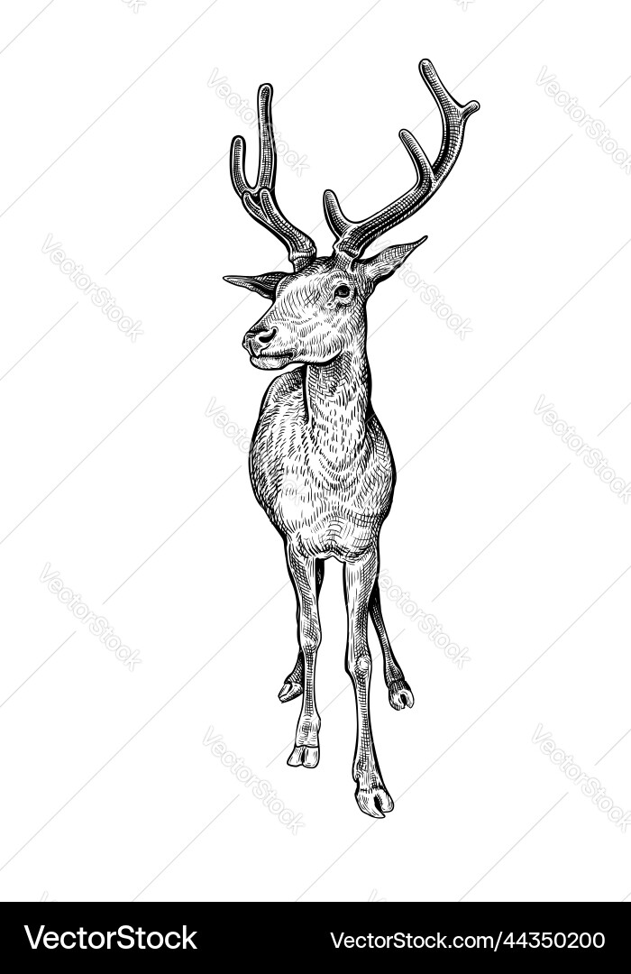 Deer hand drawn sketch 5 Royalty Free Vector Image