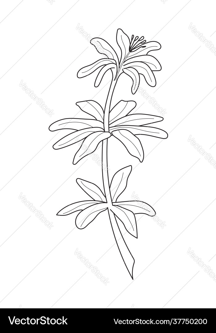 Forest plant drawing in line art style Royalty Free Vector