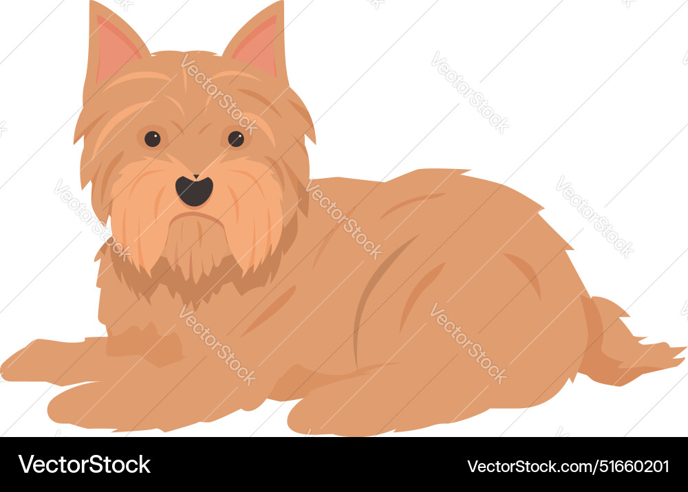 Adorable yorkshire terrier lying and resting Vector Image