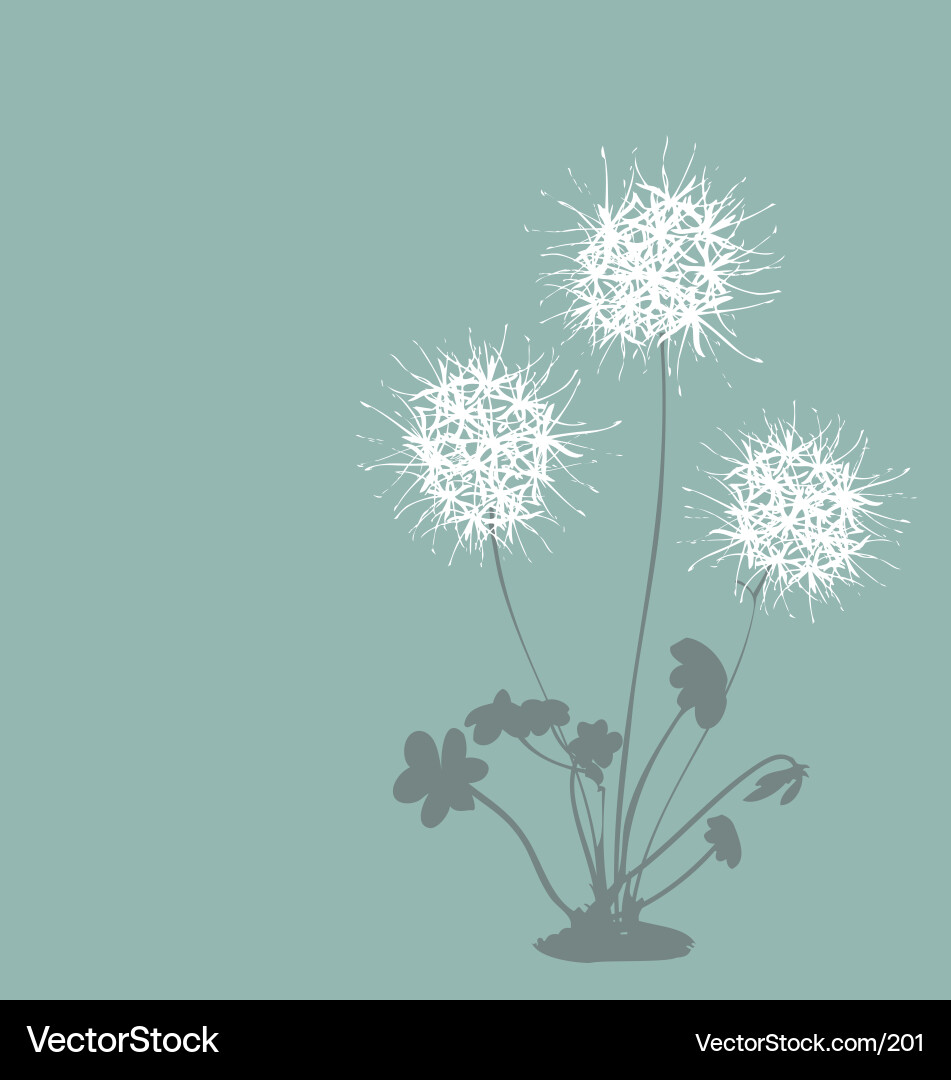Dandelion Royalty Free Vector Image - VectorStock