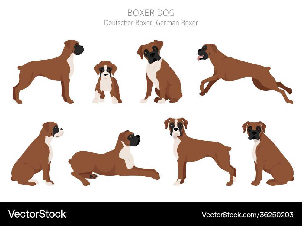 Boxer Dog Poses - Diverse Coat Colors Royalty Free Vector
