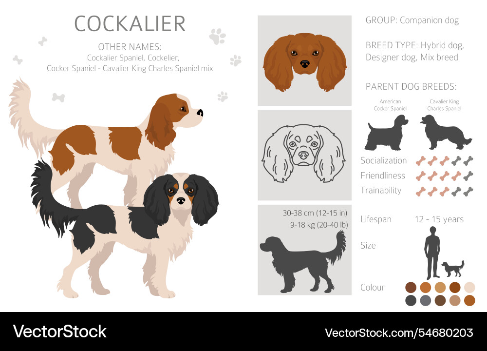 Cockalier clipart cocker spaniel cavalier king Vector Image