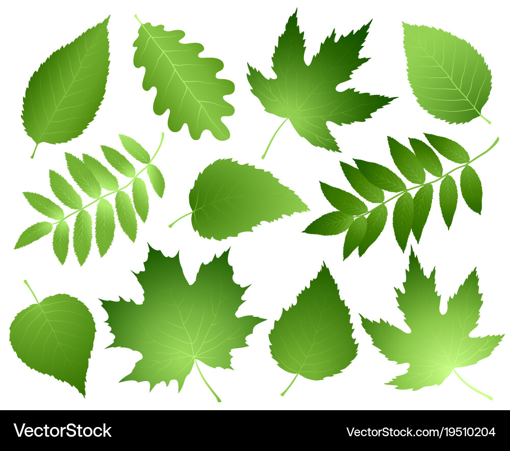 Green leaves and branches set Royalty Free Vector Image
