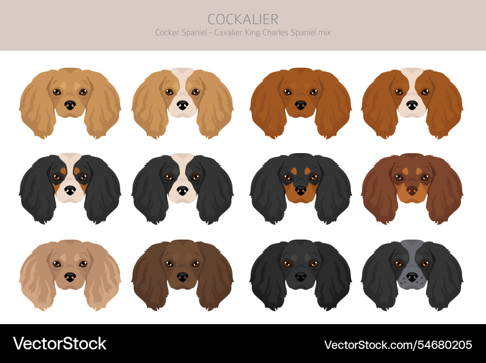 Cockalier clipart cocker spaniel cavalier king Vector Image