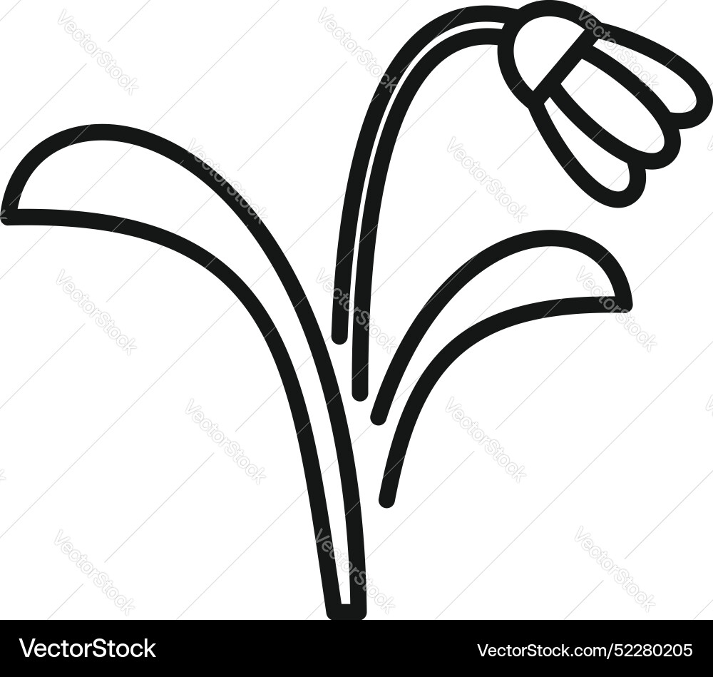 Delicate snowdrop flower growing with stem Vector Image
