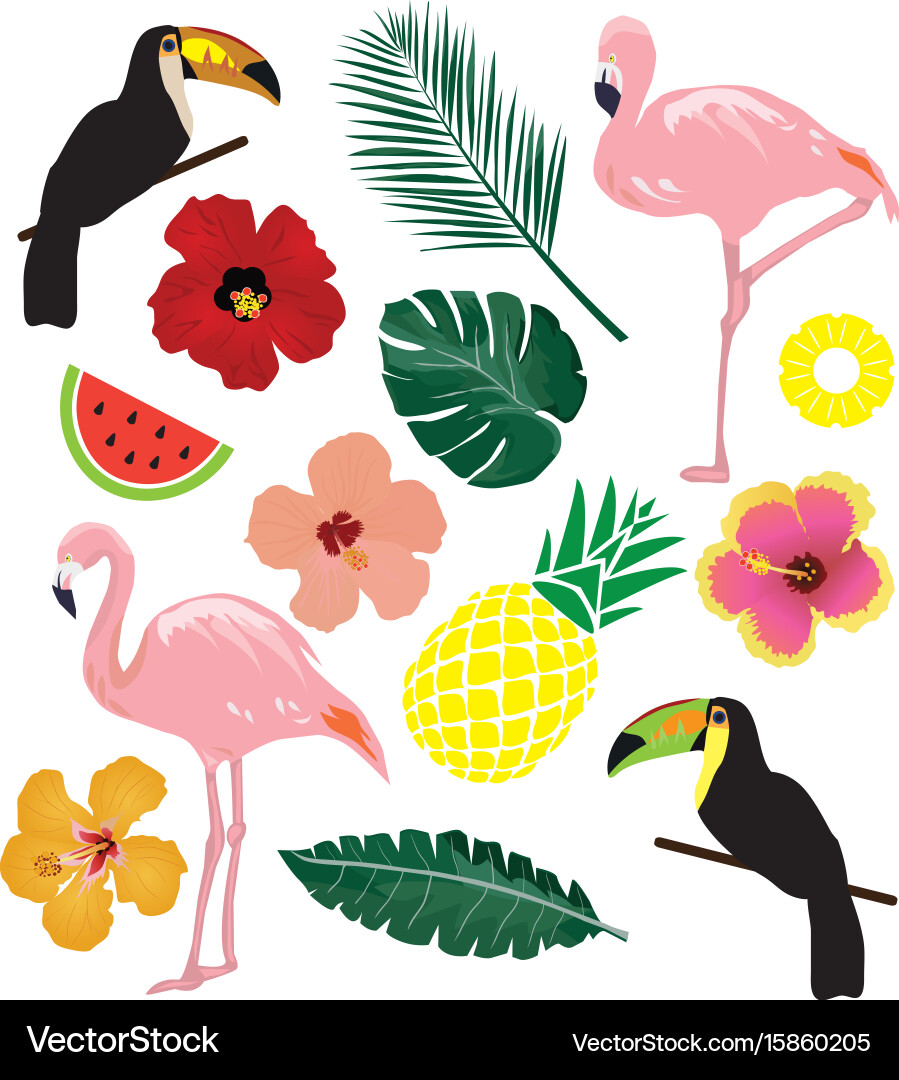 Tropical elements Royalty Free Vector Image - VectorStock