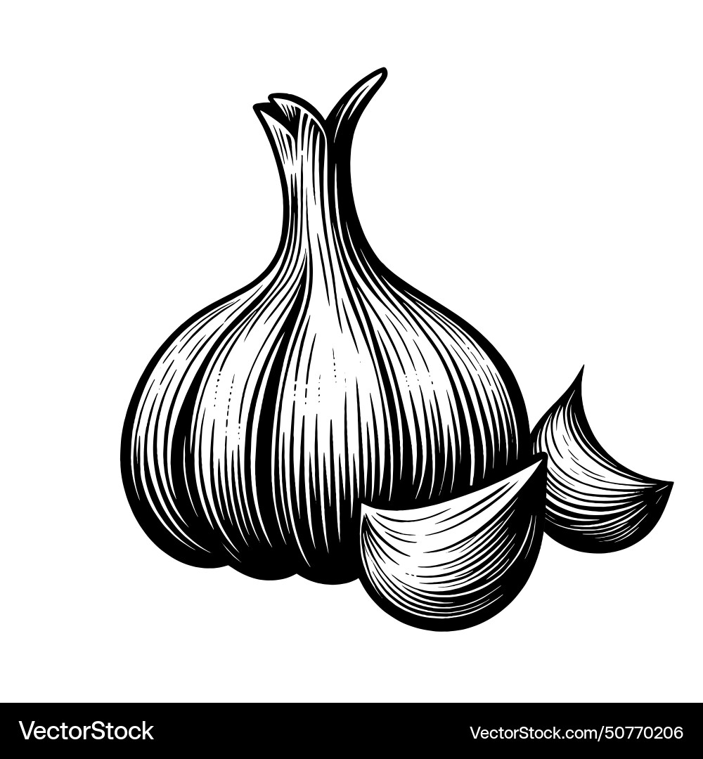 Garlic plant sketch Royalty Free Vector Image - VectorStock