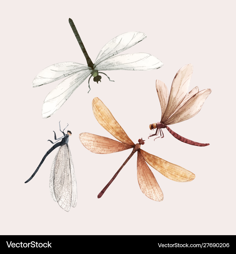 Watercolor summer dragonfly insect Royalty Free Vector Image