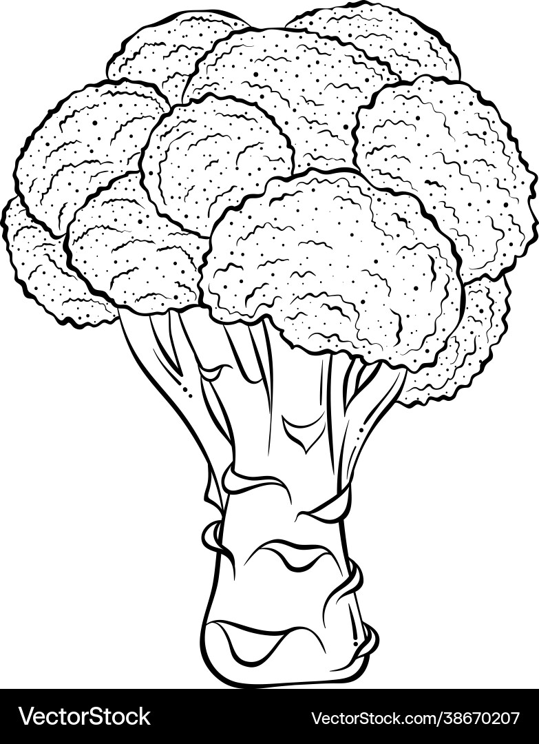 Broccoli branch line art Royalty Free Vector Image
