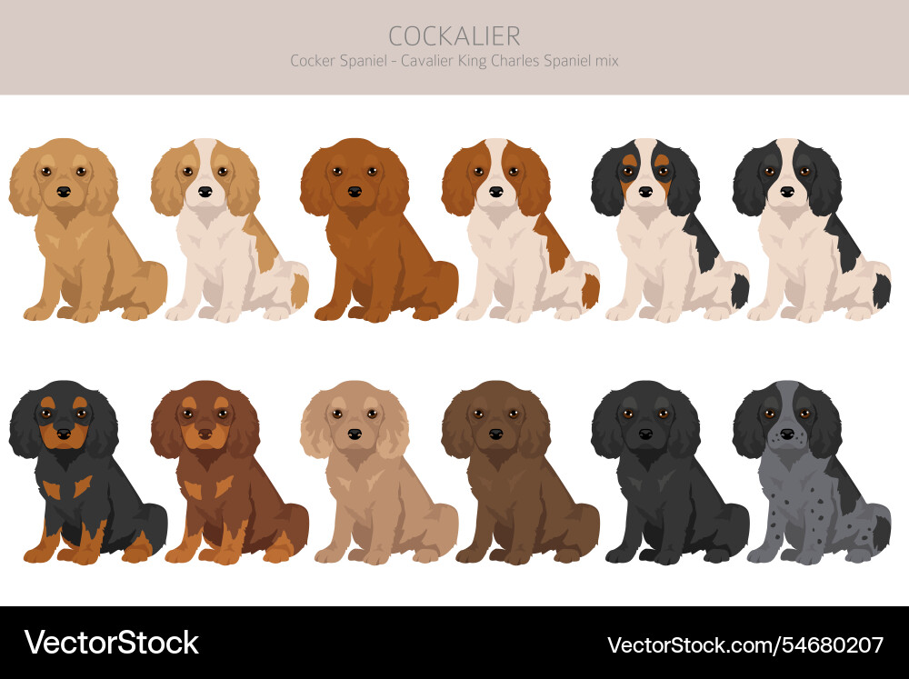 Cockalier clipart cocker spaniel cavalier king Vector Image