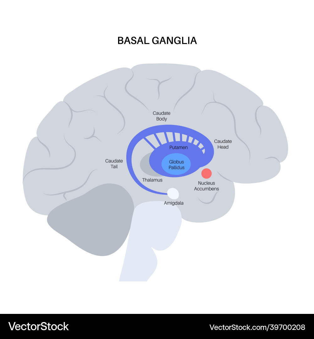 Basal Ganglia Anatomy Diagram Royalty Free Vector Image