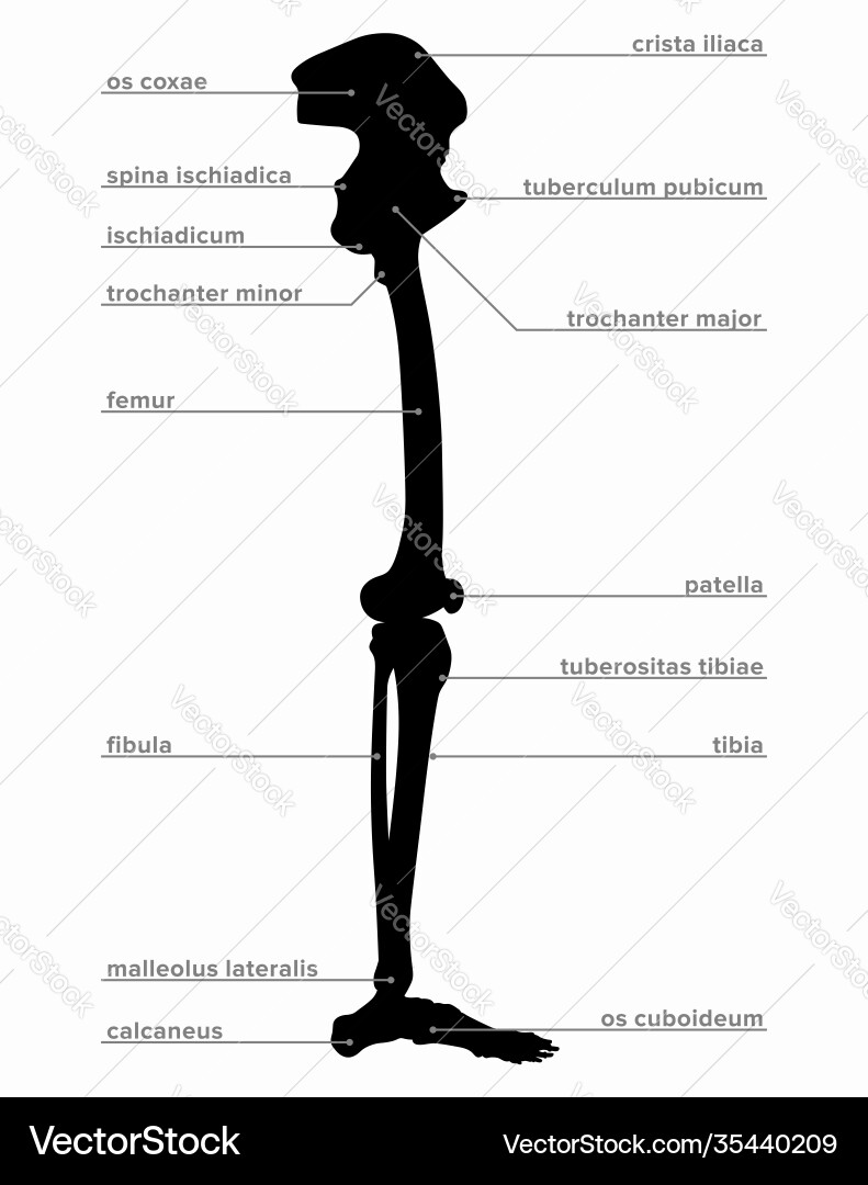 Anatomie Diagramm menschliche Bein Knochenstruktur