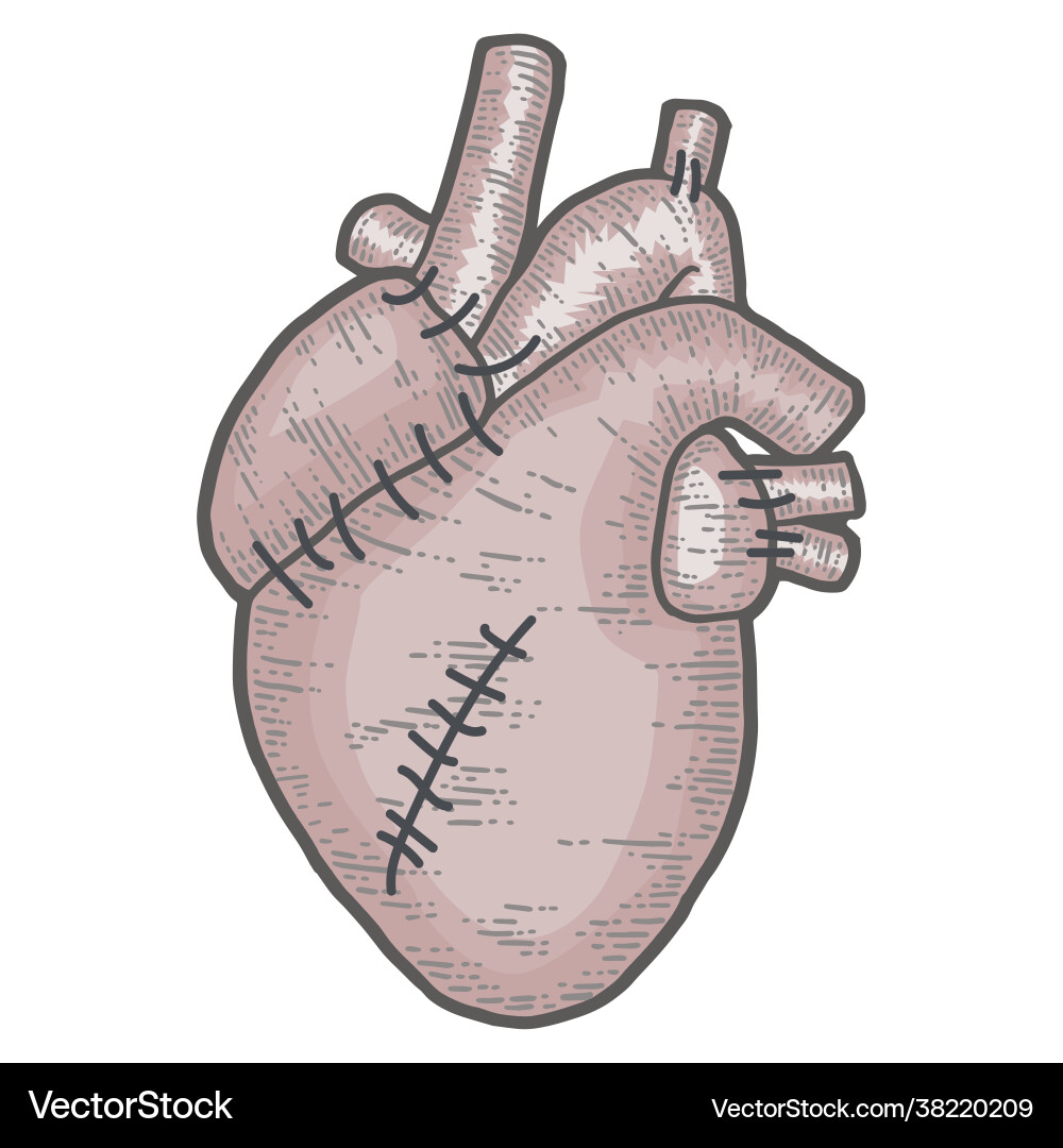 Human heart with stitches isolated on white Vector Image