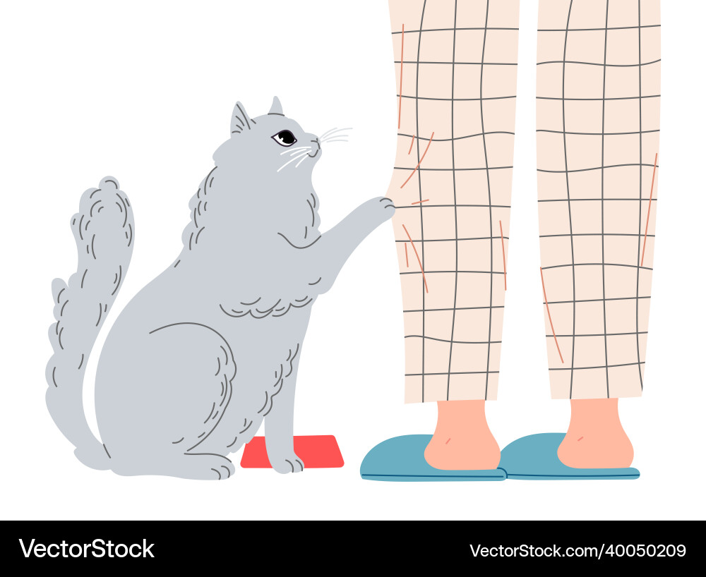 Hungry cat begs for food from his master Vector Image