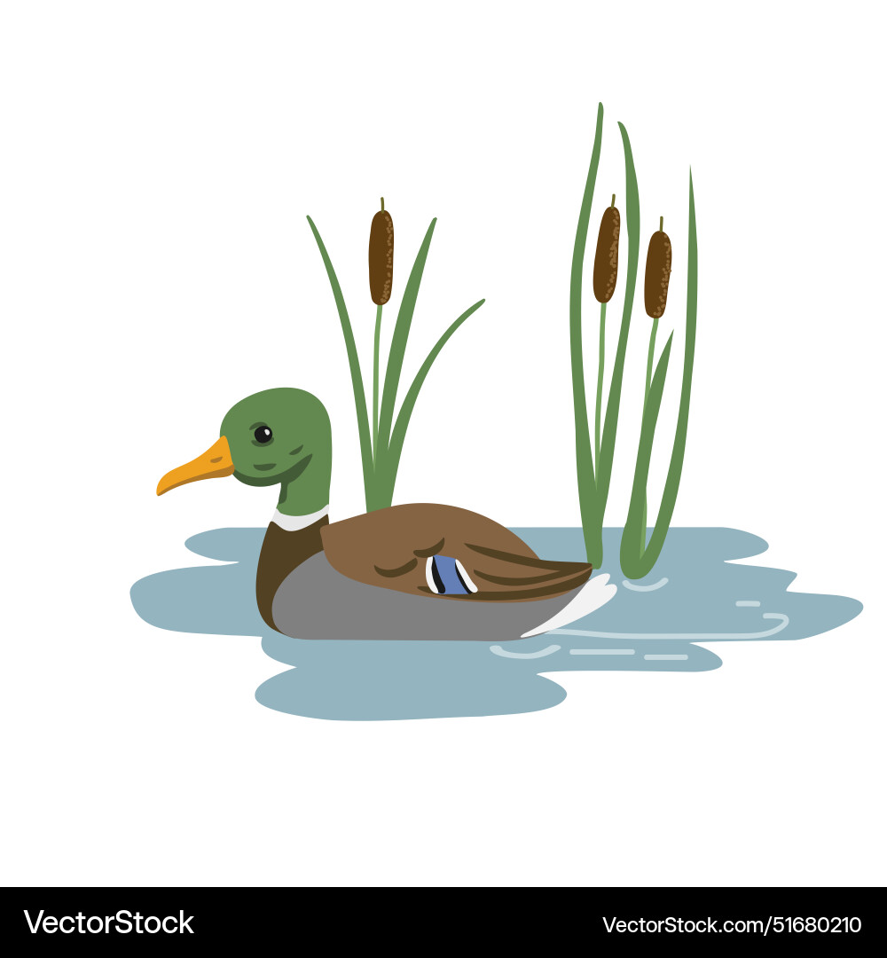 Drawing bird wild duck Royalty Free Vector Image