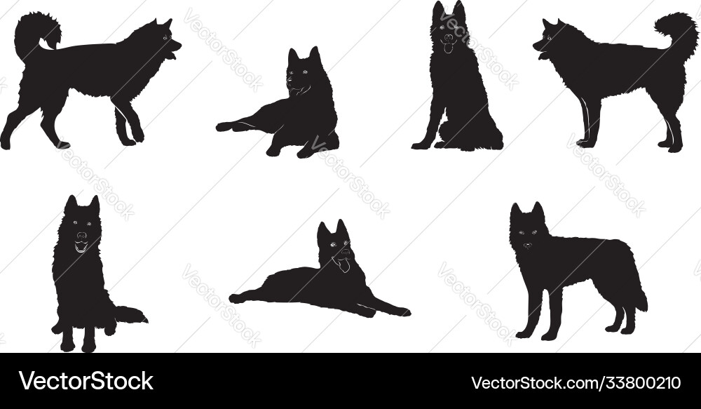 Husky dog figure various poses Royalty Free Vector Image