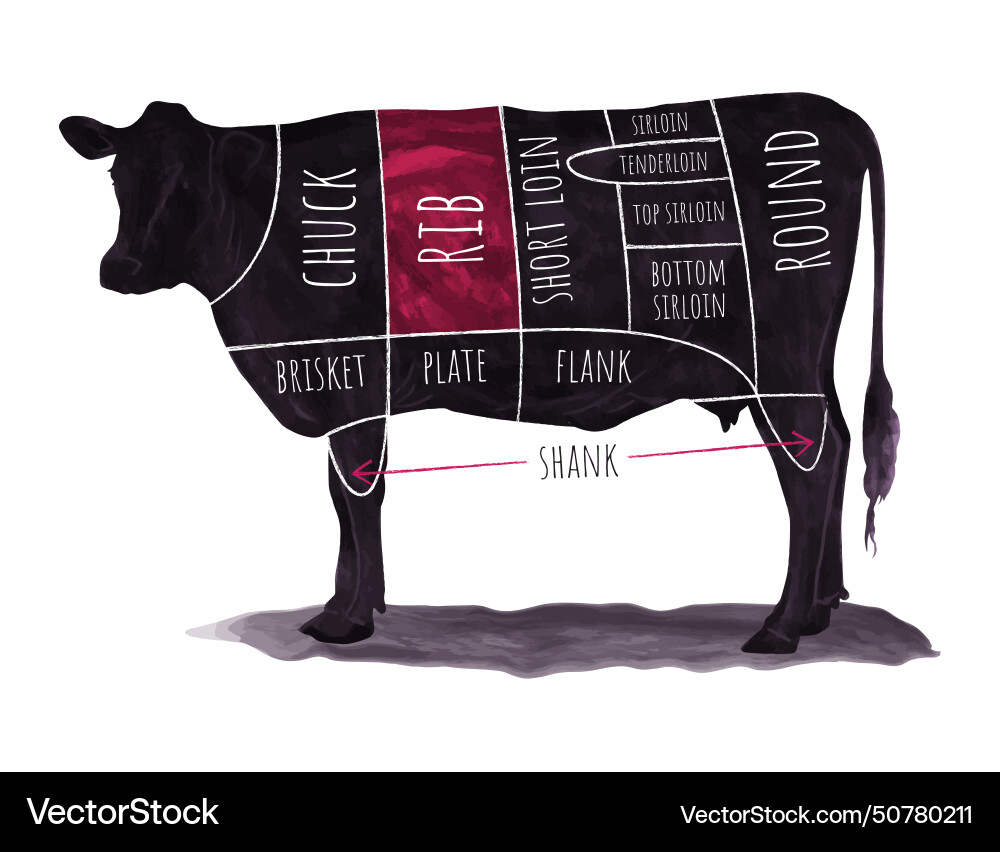 Rindfleisch Schnittdiagramm - Kuh Anatomie & Labels