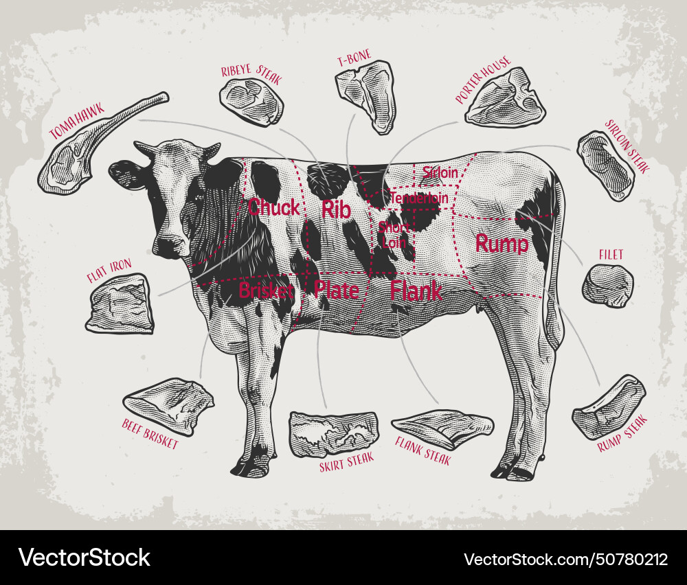 Detailed retro showcasing different cuts of beef Vector Image