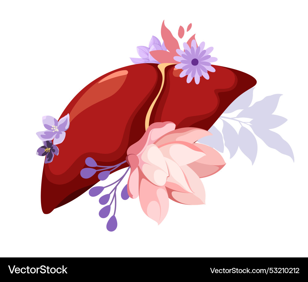 Human liver Royalty Free Vector Image - VectorStock