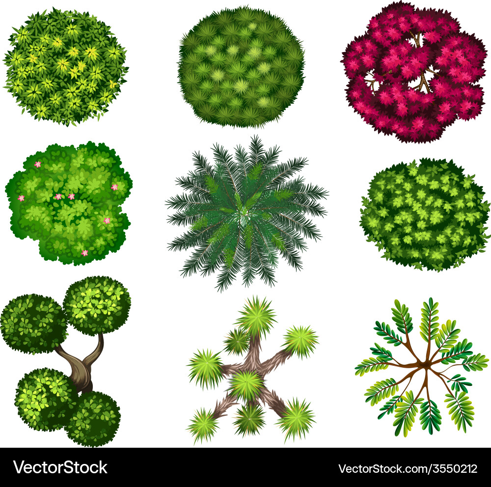 Top tree Royalty Free Vector Image - VectorStock