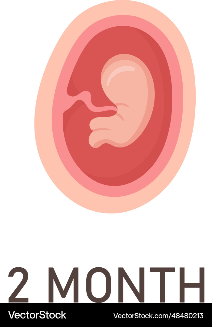 2 month human embryo inside womb Royalty Free Vector Image