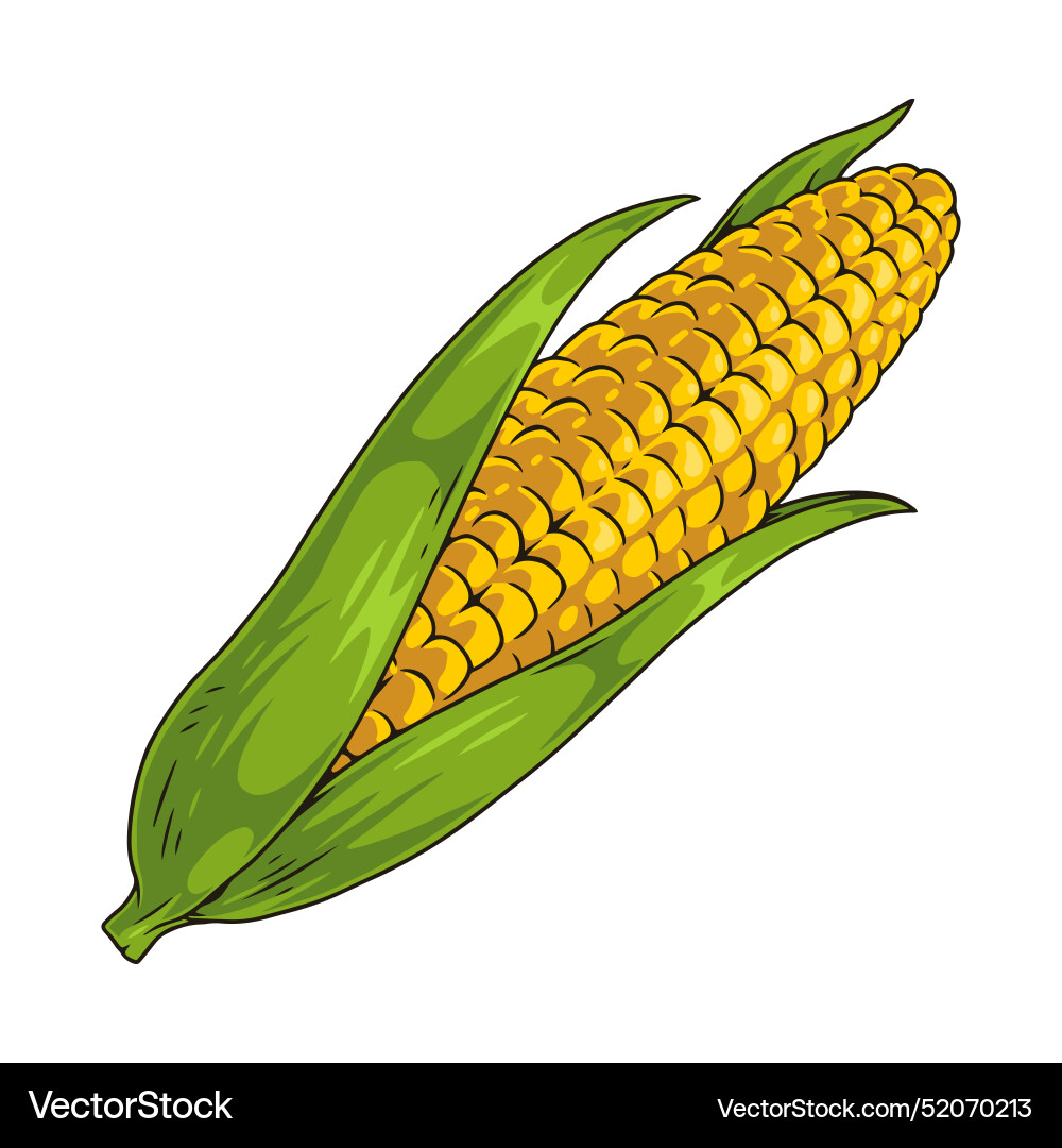 Corn cob detailed sticker colorful Royalty Free Vector Image