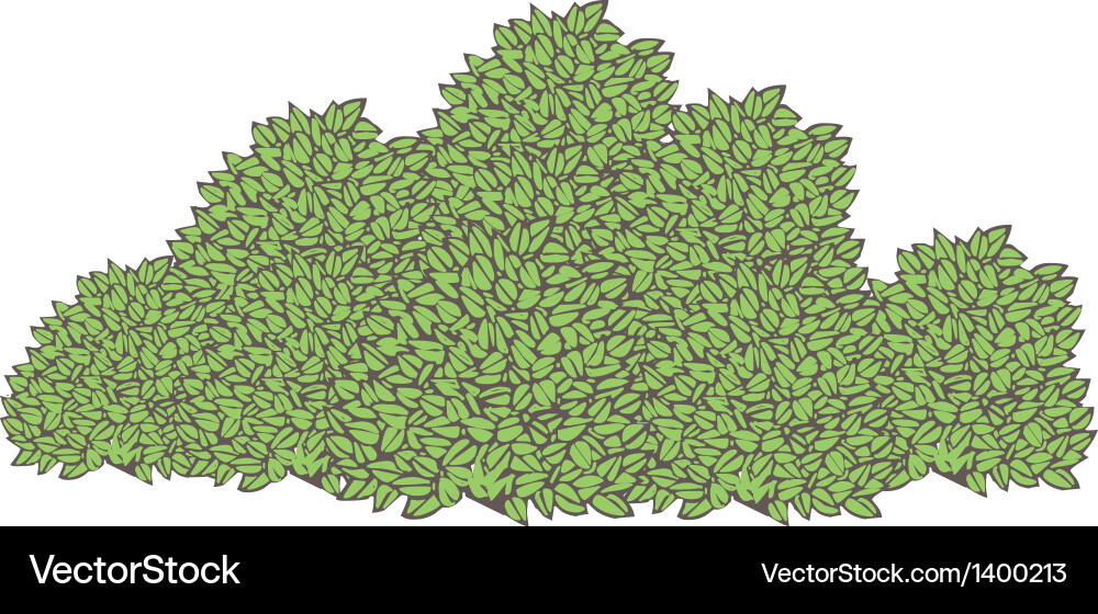 Green Foliage Bush Royalty Free Vector Image - VectorStock
