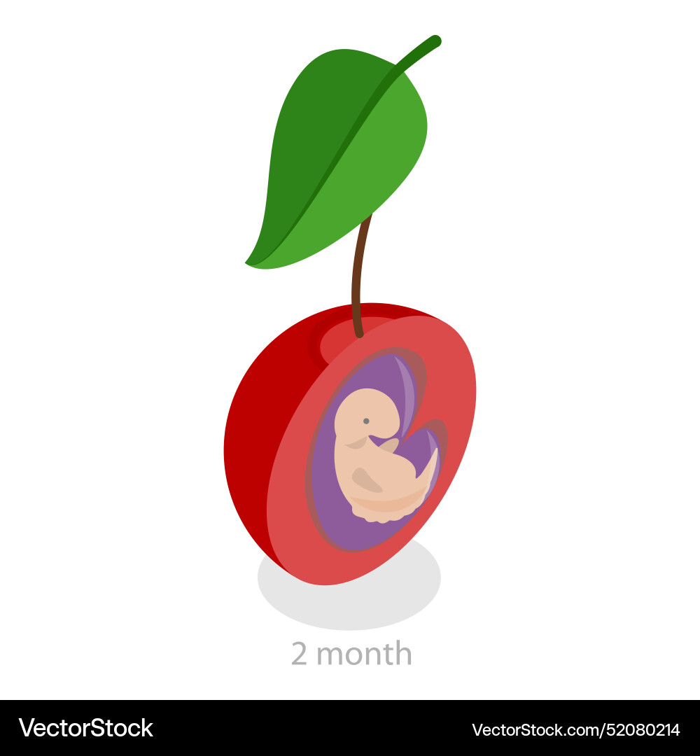 3d isometric flat of embryo Royalty Free Vector Image