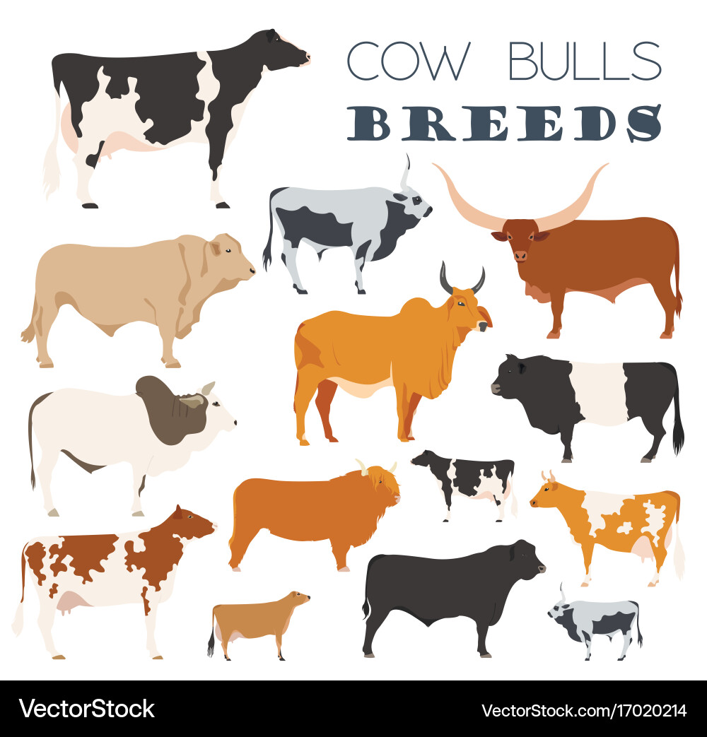 Cattle breeding cow bulls breed icon set flat Vector Image