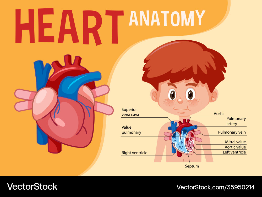 Heart Diagram And Information - Infoupdate.org