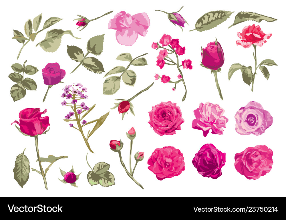 Watercolor Rose & Leaf Set Royalty Free Vector Image