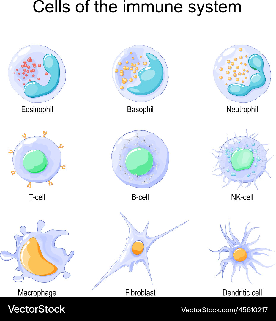 White Blood Cells - Immune System Cells Royalty Free Vector