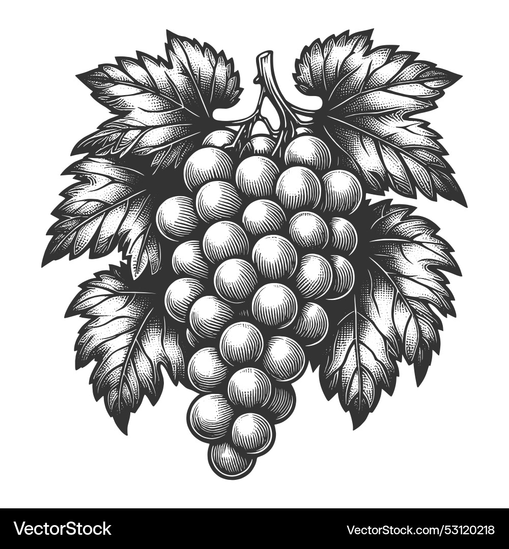Grapes and vine leaves engraving Royalty Free Vector Image