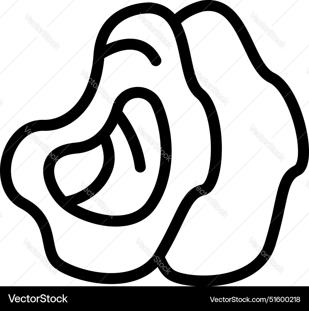 Line drawing of two open oyster shells with meat Vector Image