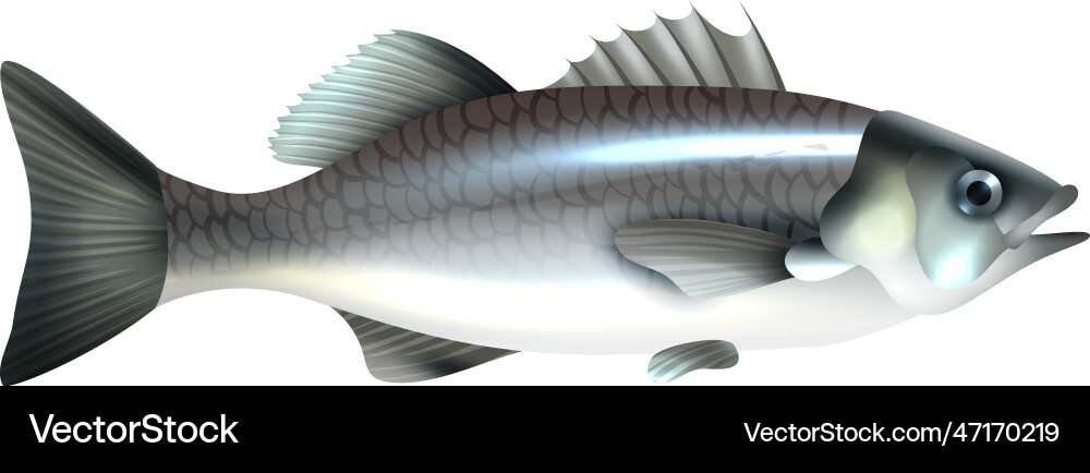 Bass fish realistic composition Royalty Free Vector Image