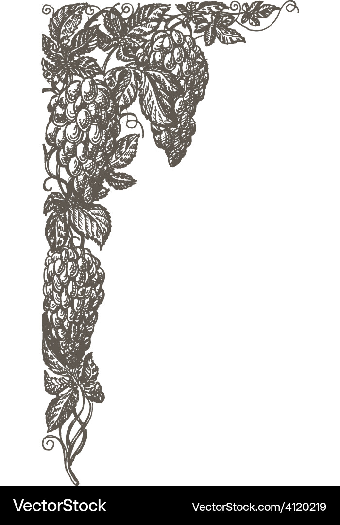 Grapevine Branch Frame Royalty Free Vector Image