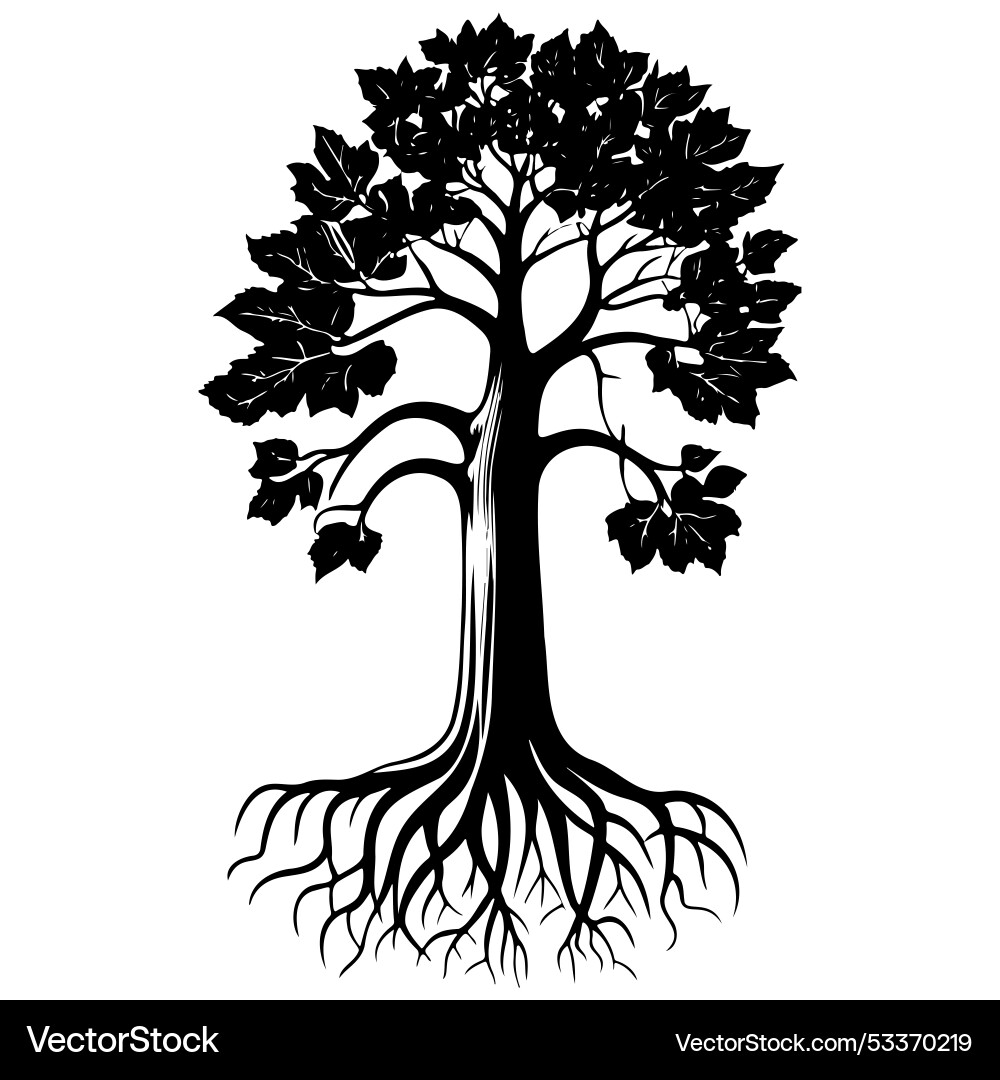 Monochrome roots outline drawing Royalty Free Vector Image