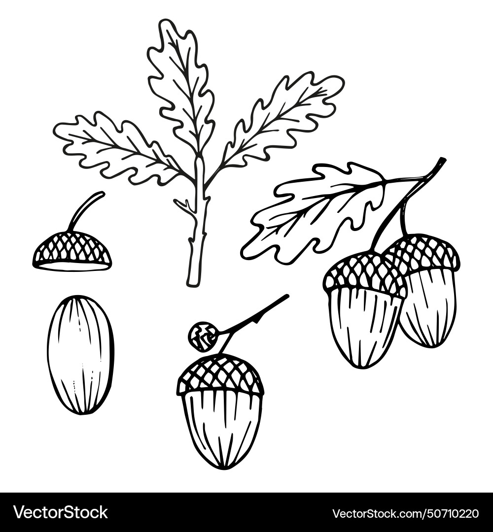 Acorn tree ink sketch hand drawn set Royalty Free Vector