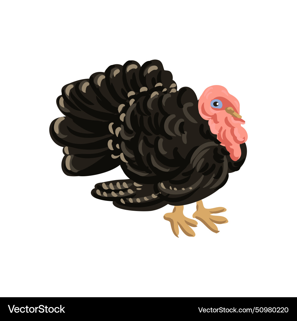 Drawing turkey bird Royalty Free Vector Image - VectorStock