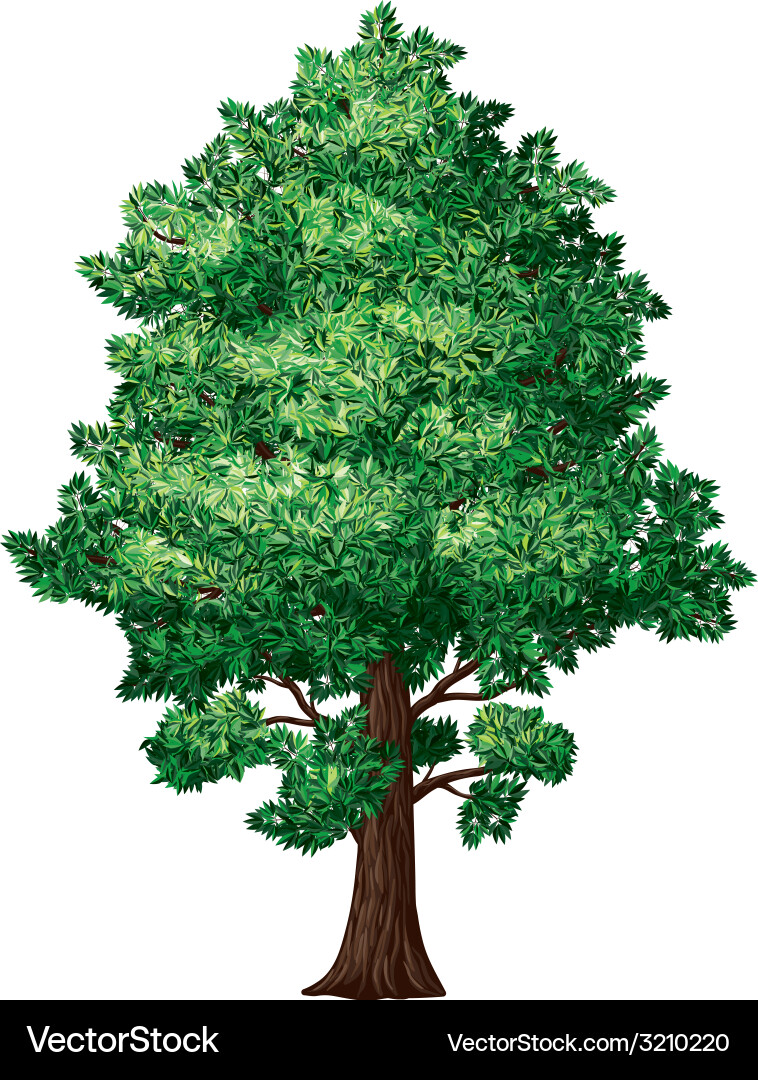 Foliage tree Royalty Free Vector Image - VectorStock