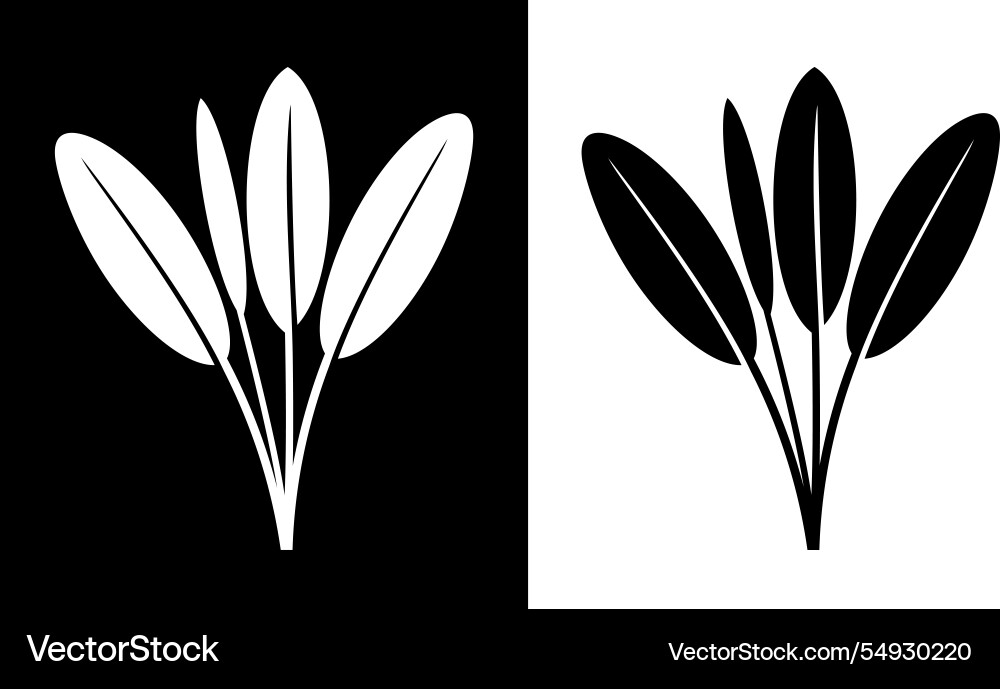 Sage Royalty Free Vector Image - VectorStock