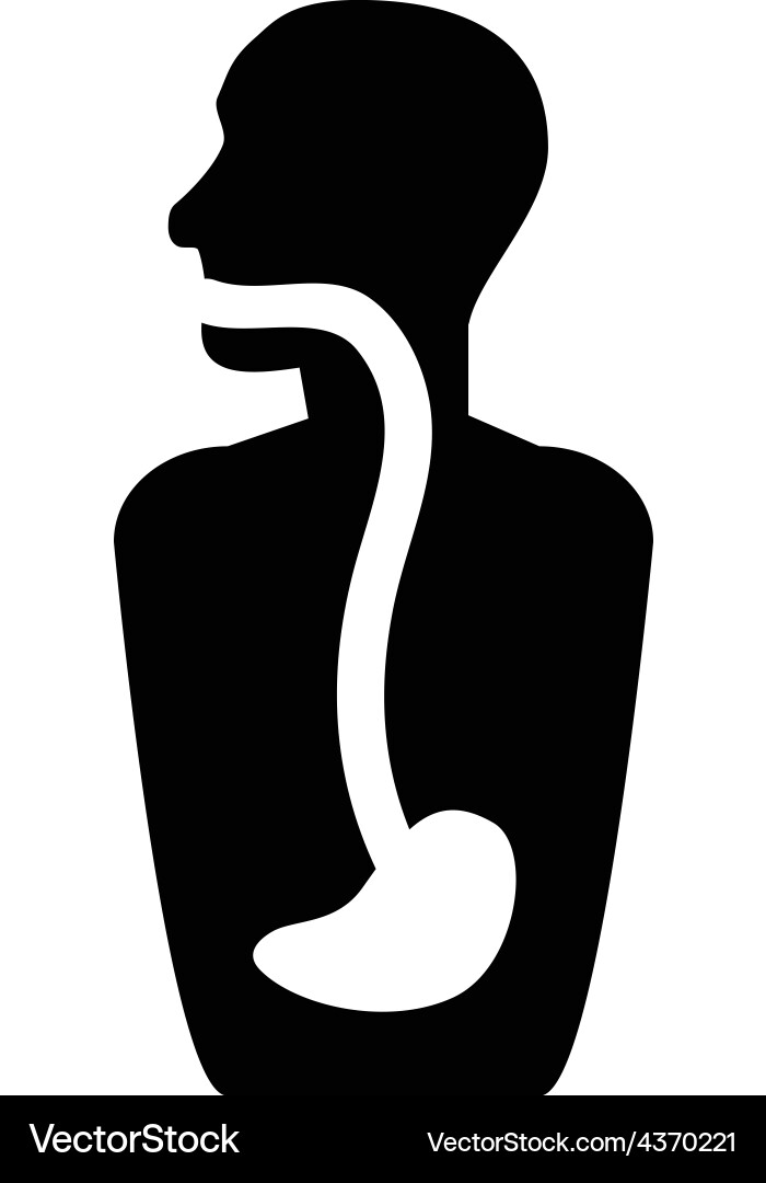 Esophagus Anatomy Royalty Free Vector Image - VectorStock