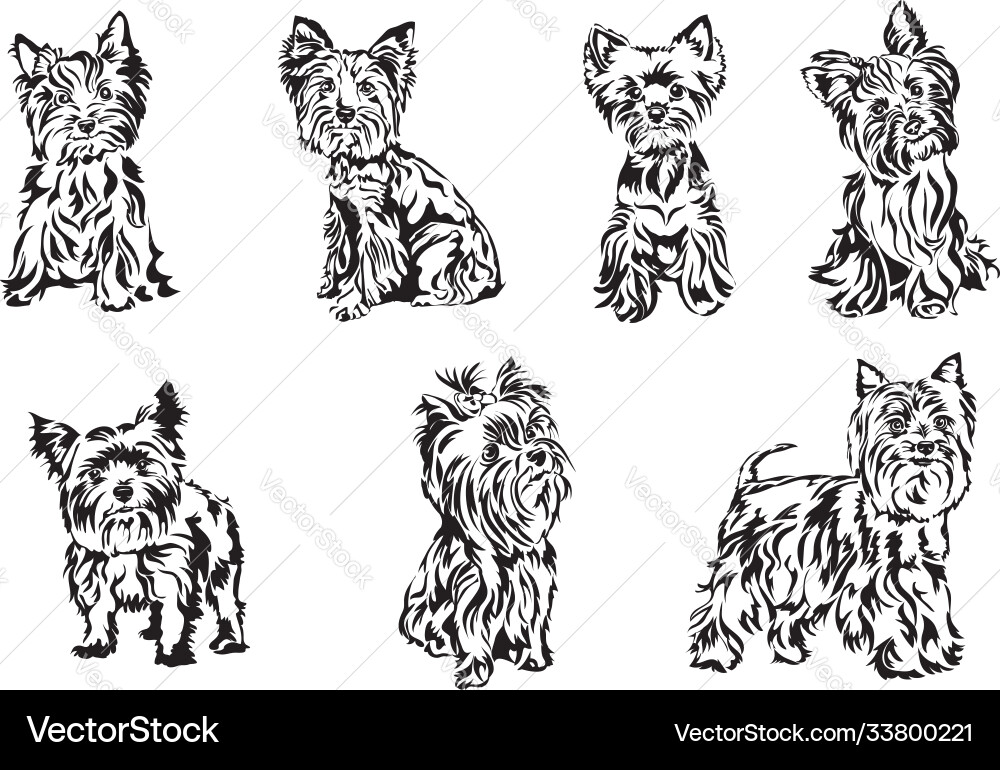Yorkshire Terrier Portrait Royalty Free Vector Image