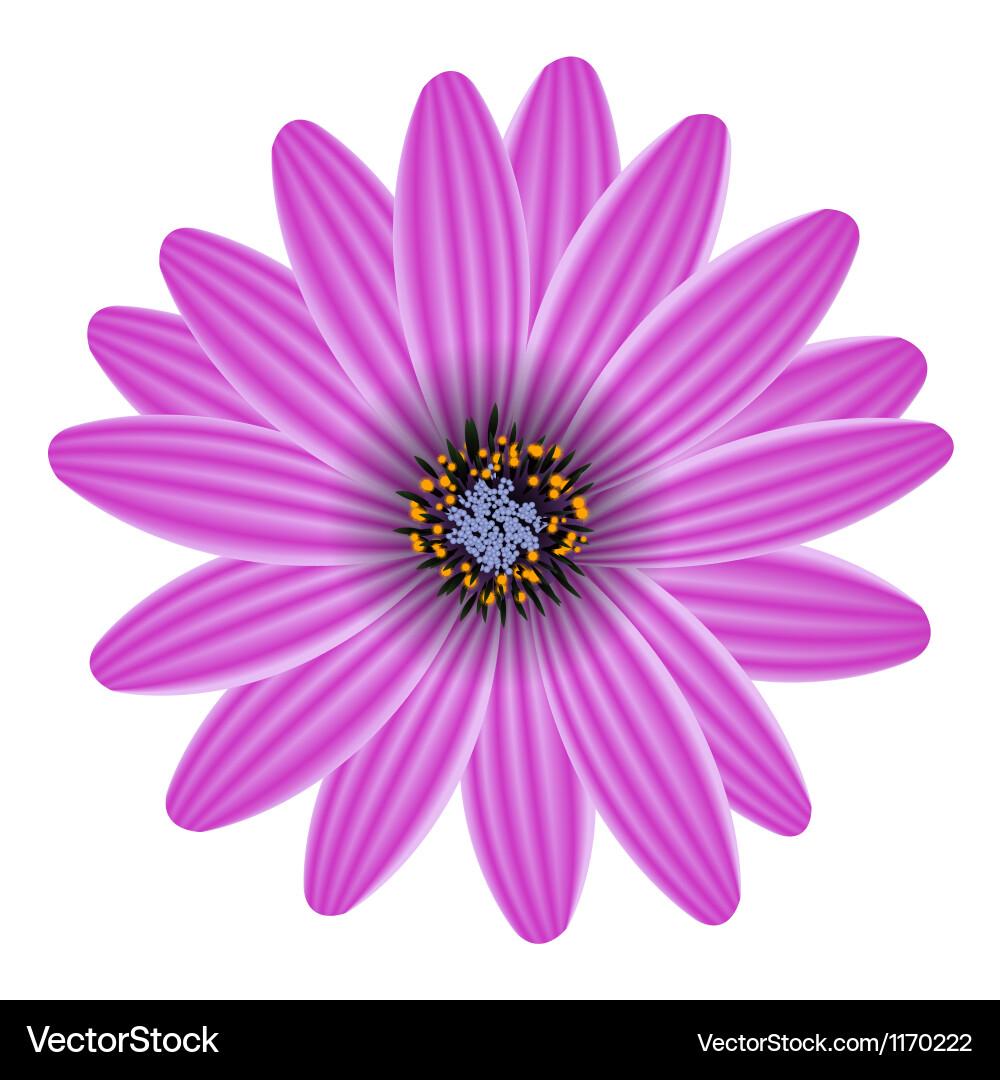Purple flower isolated on white Royalty Free Vector Image