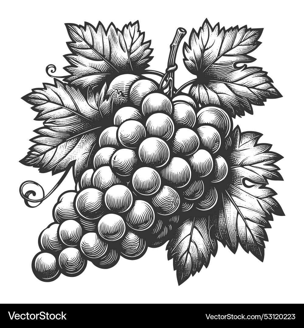Grapes and vine leaves engraving Royalty Free Vector Image