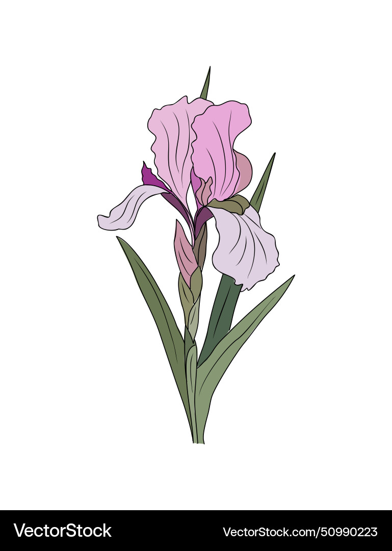 Iris february birth month flower art Royalty Free Vector