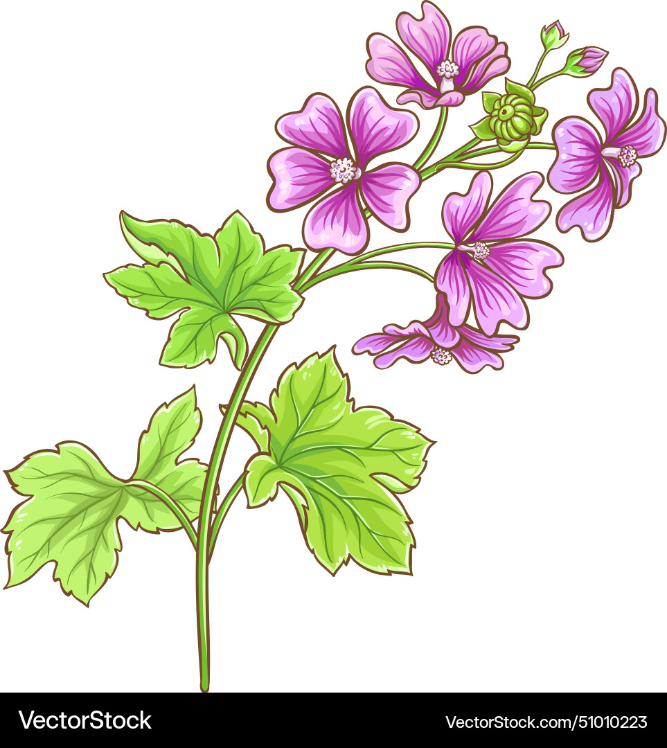Malva plant colored detailed Royalty Free Vector Image